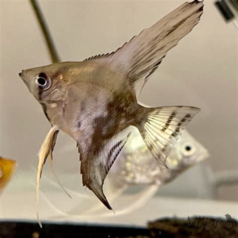 Lehtikala Pterophyllum Scalare California Lehtikalat Viljar Shop English
