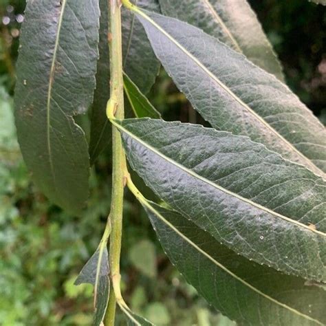 Crack Willow Salix X Fragilis Plant Care And How To Grow Water