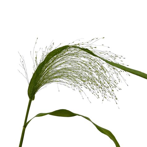 Panicum Fresh Flower Delivery Malaysia Century Flower