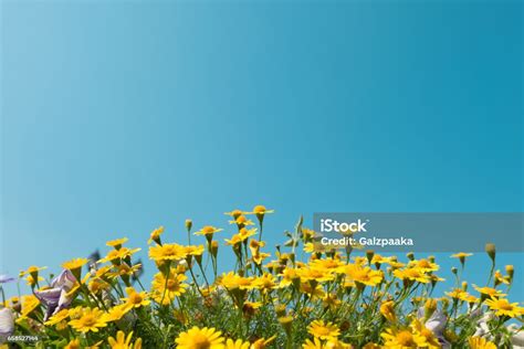 맑은 푸른 하늘 밝은 하루 빛 노란색 데이지 꽃 초원 필드 봄 여름에 아름 다운 자연 피는 데이지 가로 복사 공간 0명에 대한 스톡 사진 및 기타 이미지 Istock
