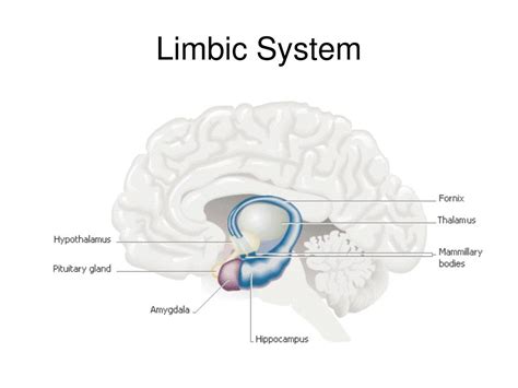 Ppt Localisation Of Memory Memory Encoding Storage And Retrieval