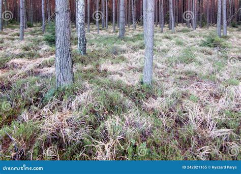 Pine Forest With A Grassy Undergrowth Stock Image Image Of Trunk