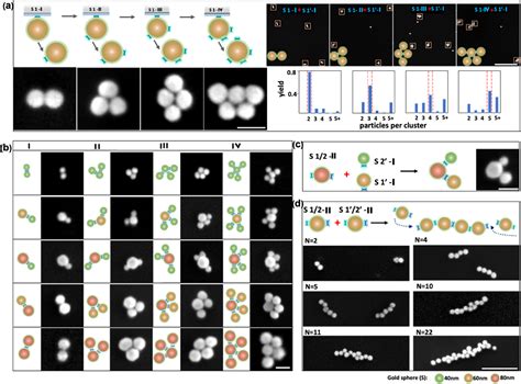 Dna Patched Nanoparticles For The Self Assembly Of Colloidal