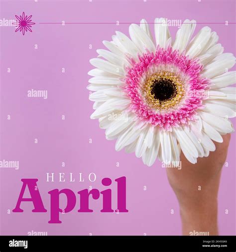 Composition Of Hello April Text Over Flowers On Pink Background Stock