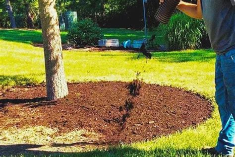 Mulch Blowing Kedron Efficient Mulch Application And Delivery Angry