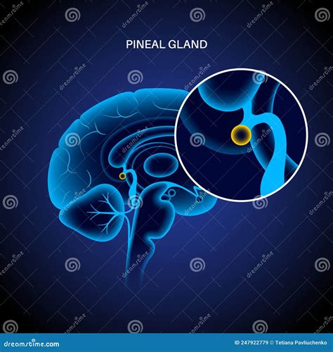 Pineal Gland Anatomy Cartoon Vector 247922779