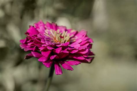 분홍색 꽃이 있는 배경입니다 꽃이 있는 벽지 봄 또는 여름 배경 기프트 카드 사진 정원 꽃 인테리어 포스터 내부를 위한 그림 꽃 클로즈업 매크로 사진 0명에 대한 스톡 사진