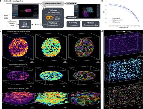 Figure 2 From Cellseg3d Self Supervised 3d Cell Segmentation For Light Sheet Microscopy