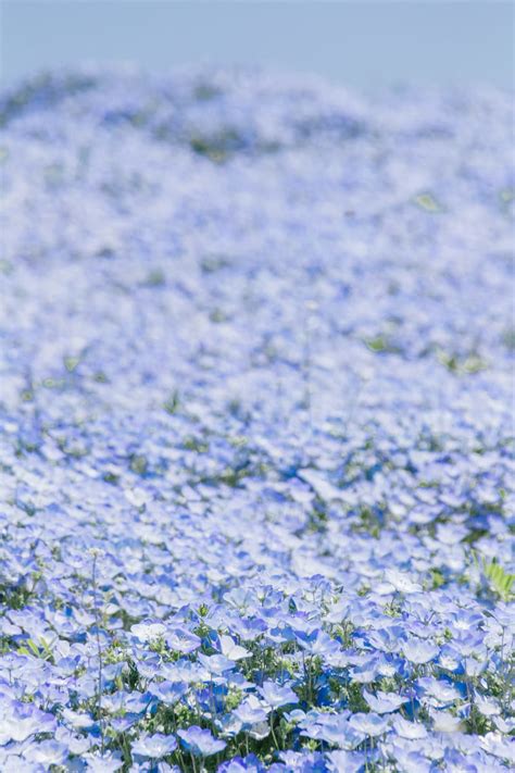 一面のネモフィラ畑の写真素材 ぱくたそ