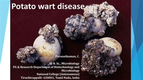 Potato Wart Disease Pdf