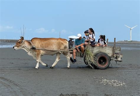 彰縣湖北遊芳苑溼地 坐牛車採蚵 時事國內新聞 2022 10 21 財團法人國語日報社