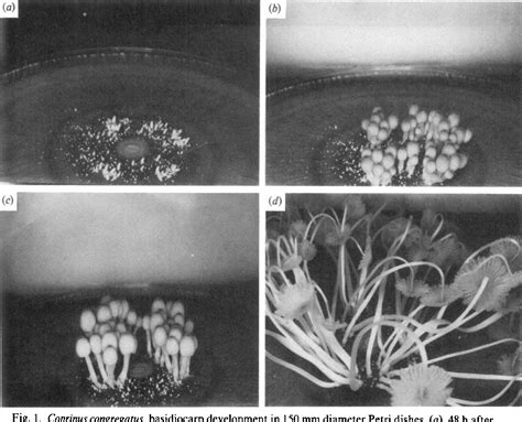Coprinus Basidiocarp
