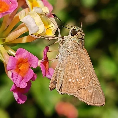 Small Branded Swift Woodlands Botanical Garden