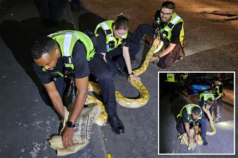 12 Foot Python Let Loose In Streets Of England