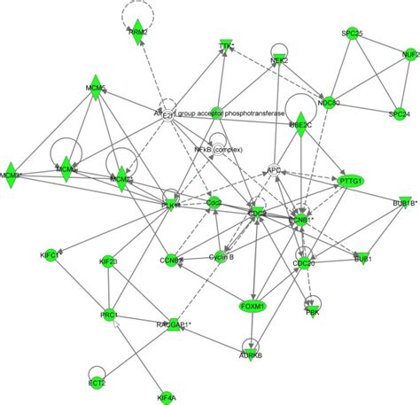 cell cycle related gene network a cell cycle network was constructed