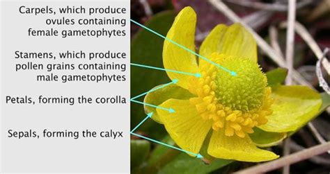 Difference Between Unisexual And Bisexual Flowers Definition
