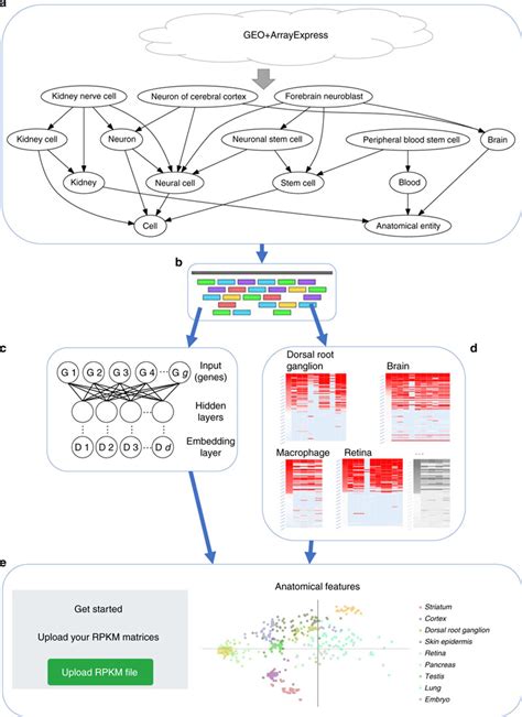 neural nets supplant marker genes in analyzing single cell rna