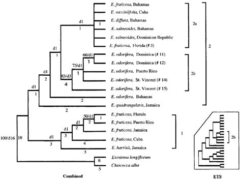 Single Most Parsimonious Tree Of 67 Steps Ci 0687 0764 Rc