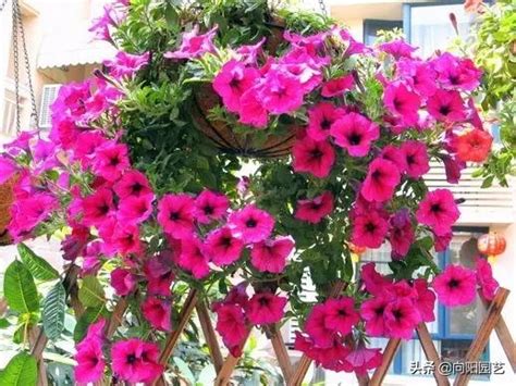 家庭盆栽矮牽牛花色繁多開花漂亮教你這麼養紅花開滿盆 每日頭條