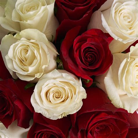 23 Эквадорские розы в шляпной коробке - купить в Омске в цветочной ...