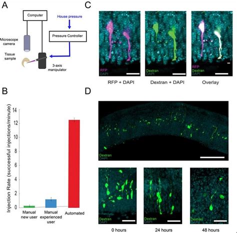 Automated Microinjection A Hardware Schematic B Injection Rate Download Scientific