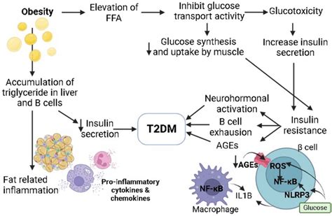 Type 2 Diabetes Mellitus T2dm And Inflammatory Disorders Download Scientific Diagram