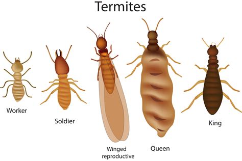 Queen Termite Anatomy