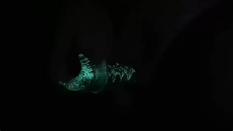 Using My Glow In The Dark Dildo Xhamster