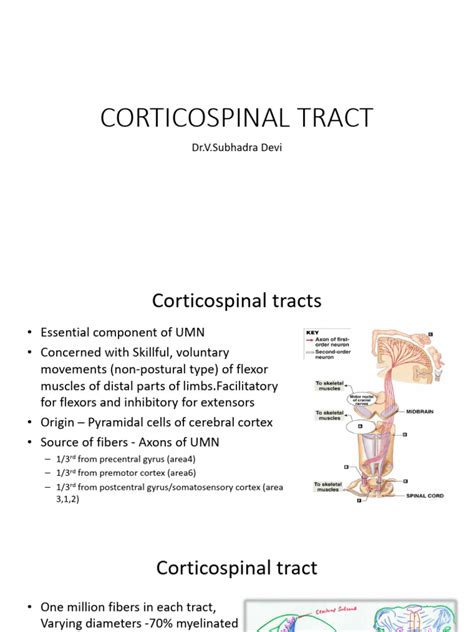 Corticospinal Tract Pdf