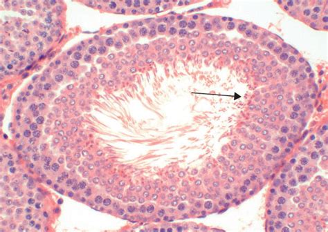 Histopathological Features Of Testicular Tissue In The Control