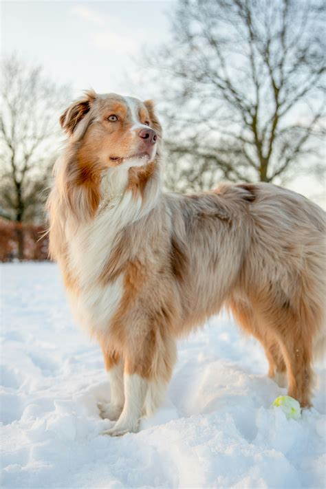 Red Tri Australian Shepherd Charismatic Canine Guide