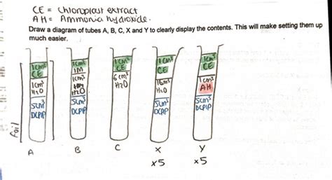 Rp 8 Factors Affecting Dehydrogenase Activity In Chloroplasts Flashcards Quizlet
