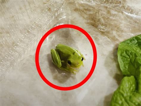 Tiny Blob Was Living In This Guys Salad