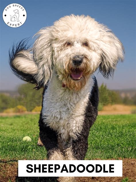 Sheepadoodle Dog Breed Guide Traits And Needs Explained