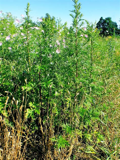 Artemisia Biennis Willd Biennial Wormwood World Flora Plntnet