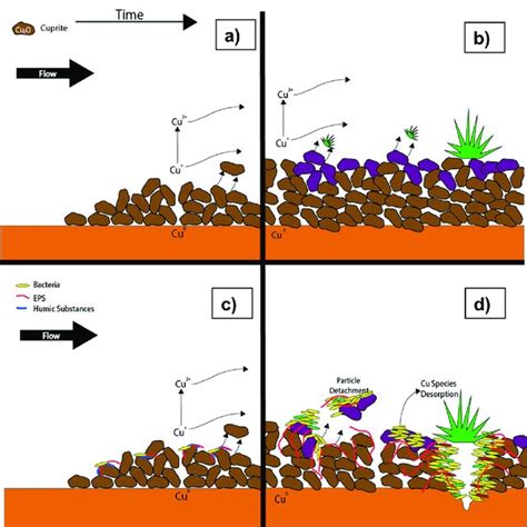 A Copper Pipe System Affected By Microbiologically Influenced Corrosion Download Scientific