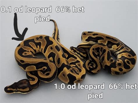 Orange Dream Leopard 66 Het Pie Bald Ball Python By Cands Reptiles Orange Dream Leopard 66 Het Pie Bald Ball Python By Cands Reptiles