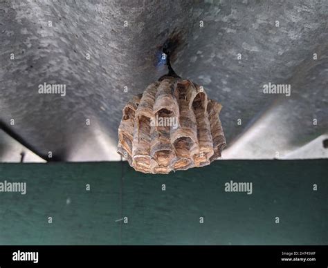 Closeup Of An Insect Nest With Holes In It Hanging From The Ceiling