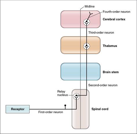 Neurophysiology Clinical Tree