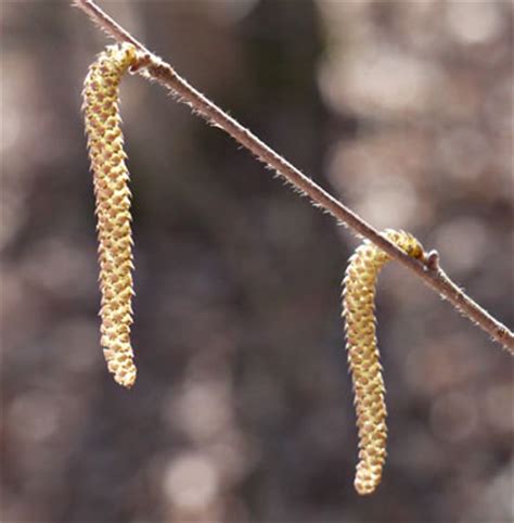 NameThatPlant Net Catkin Images