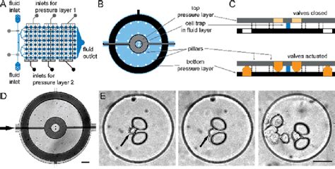 Microfluidic Platform For Single Cell Isolation And Ev Detection A Download Scientific