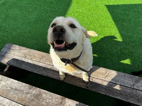 래브라도 리트리버 두부 강아지 책임무료분양♥ 아이조아 유기방지입양 파양 강아지보호소 고양이보호소 무료분양센터