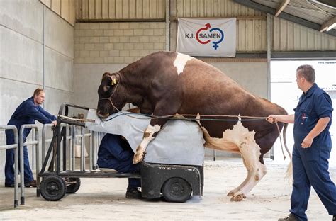 Kuh In Balance Einer Gut Gebauten Milchkuh