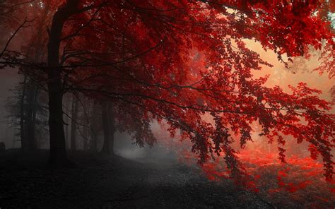 Red Aesthetic Laptop Wallpapers Top Free Red Aesthetic Laptop