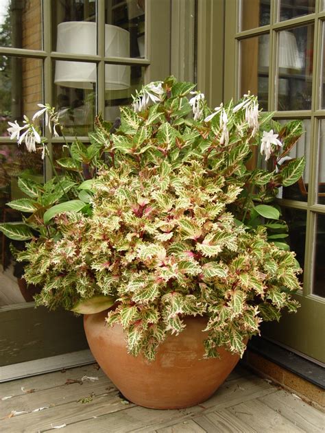 Green Cream Variegated Coleus And Hosta