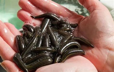 Cara Budidaya Lintah Untuk Pemula Anti Gagal Perintis Co Id