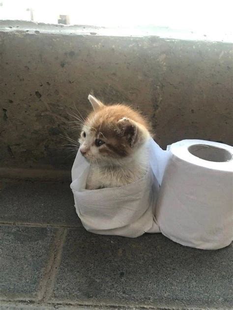 Pin by sude on x | Baby cats, Cute cats, Silly cats pictures