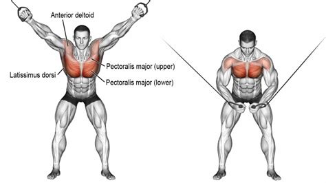 Cable Fly Muscle Worked Alternate Variations