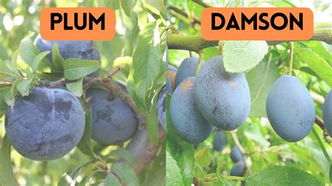 What Is The Difference Between Plums And Damsons