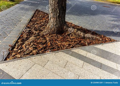 Triangular Protection Around A Tree Trunk In The City Stock Image Image Of Surface Frame